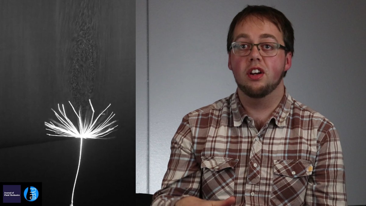 How do dandelions spread their seeds? – TOM ROCKS MATHS