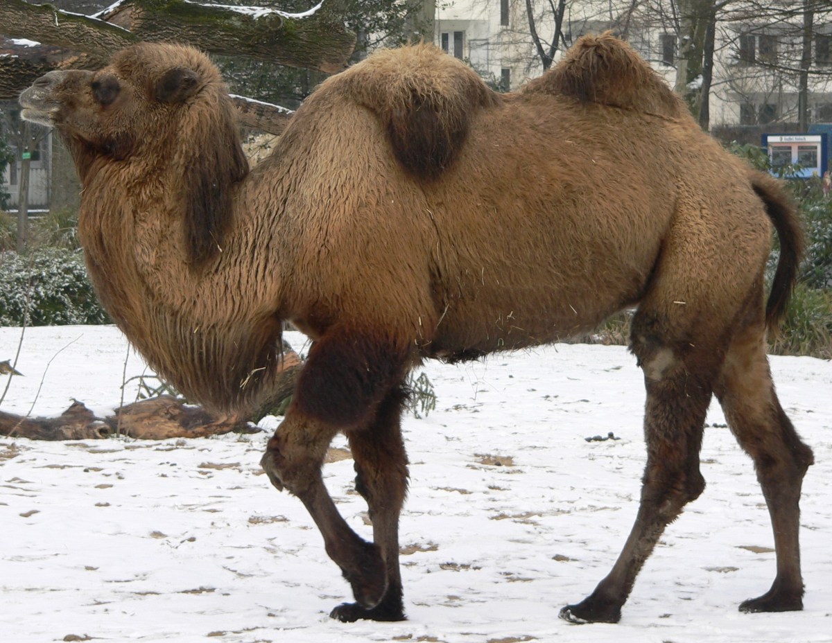 Where do camels come from? – TOM ROCKS MATHS