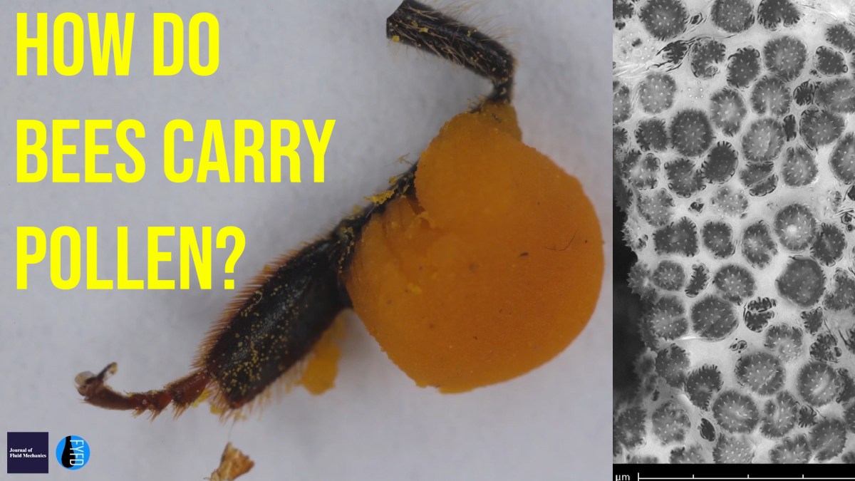 How do bees carry pollen? – TOM ROCKS MATHS