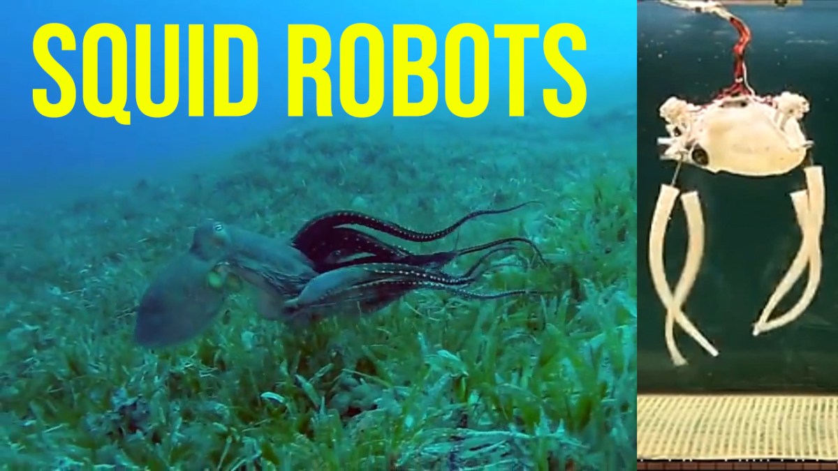 Building Squid Robots for Ocean Exploration – TOM ROCKS MATHS